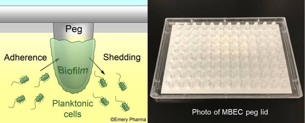 Biofilm Eradication Testing - Emery Pharma