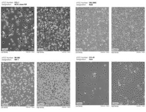 Cytotoxicity Testing - Emery Pharma