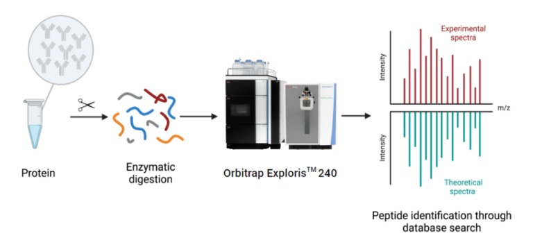 Peptide Mapping: Uncovering the Protein's Secrets - Emery Pharma
