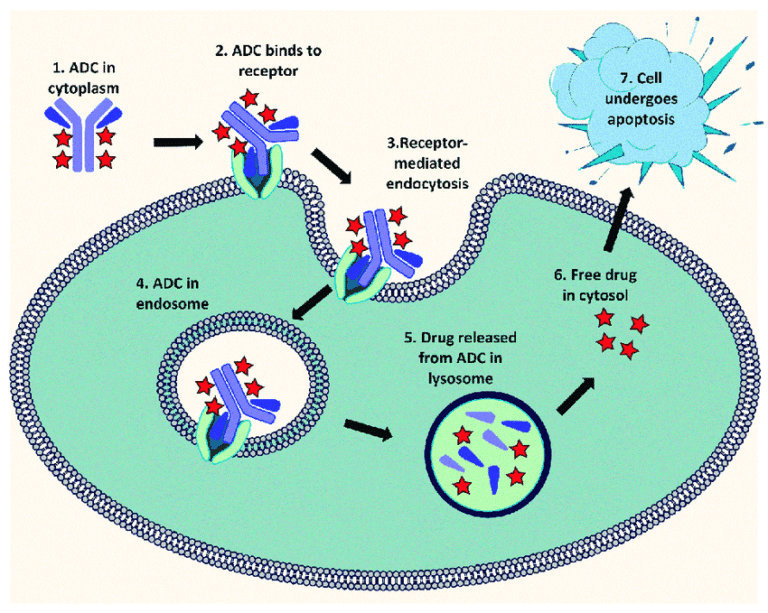 The Past, Present and Future of ADCs - Emery Pharma